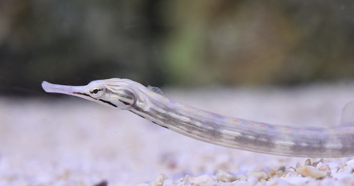 Dragonface Pipefish (Corythoichthys sp.) – MarineSolutions
