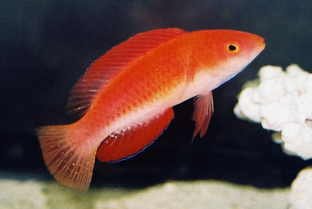 Redfin Fairy Wrasse (Cirrhilabrus rubripinnis) – MarineSolutions